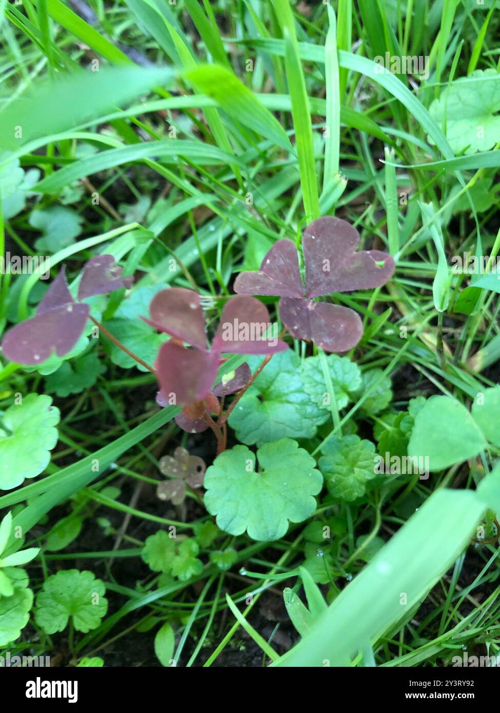 (Oxalis stricta rufa) Plantae Stock Photo - Alamy