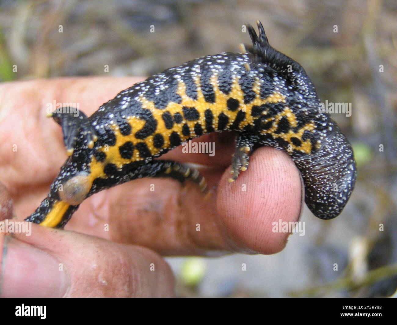 Great Crested Newt (Triturus cristatus) Amphibia Stock Photo - Alamy