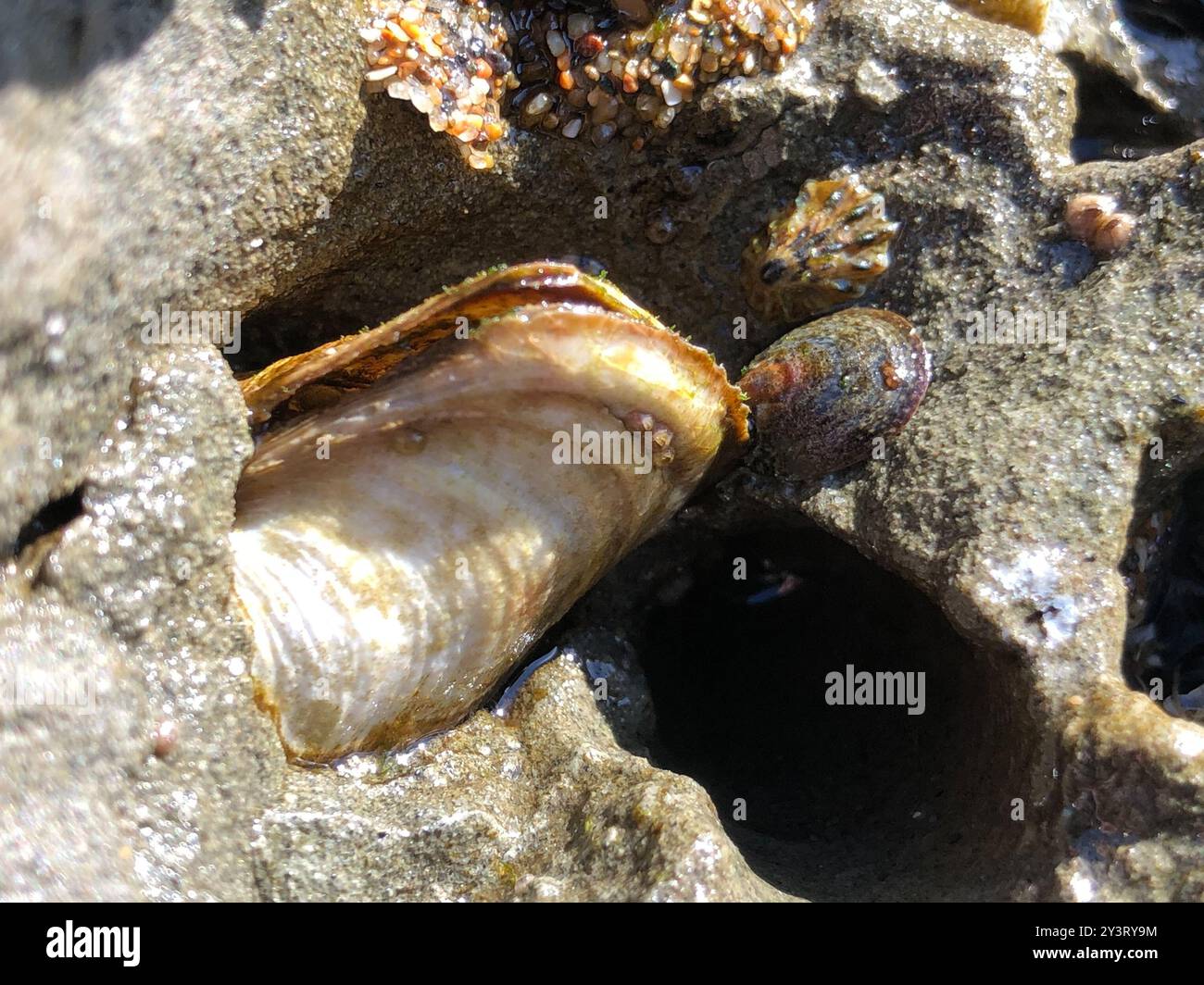 Piddocks and Angelwings (Pholadidae) Mollusca Stock Photo - Alamy
