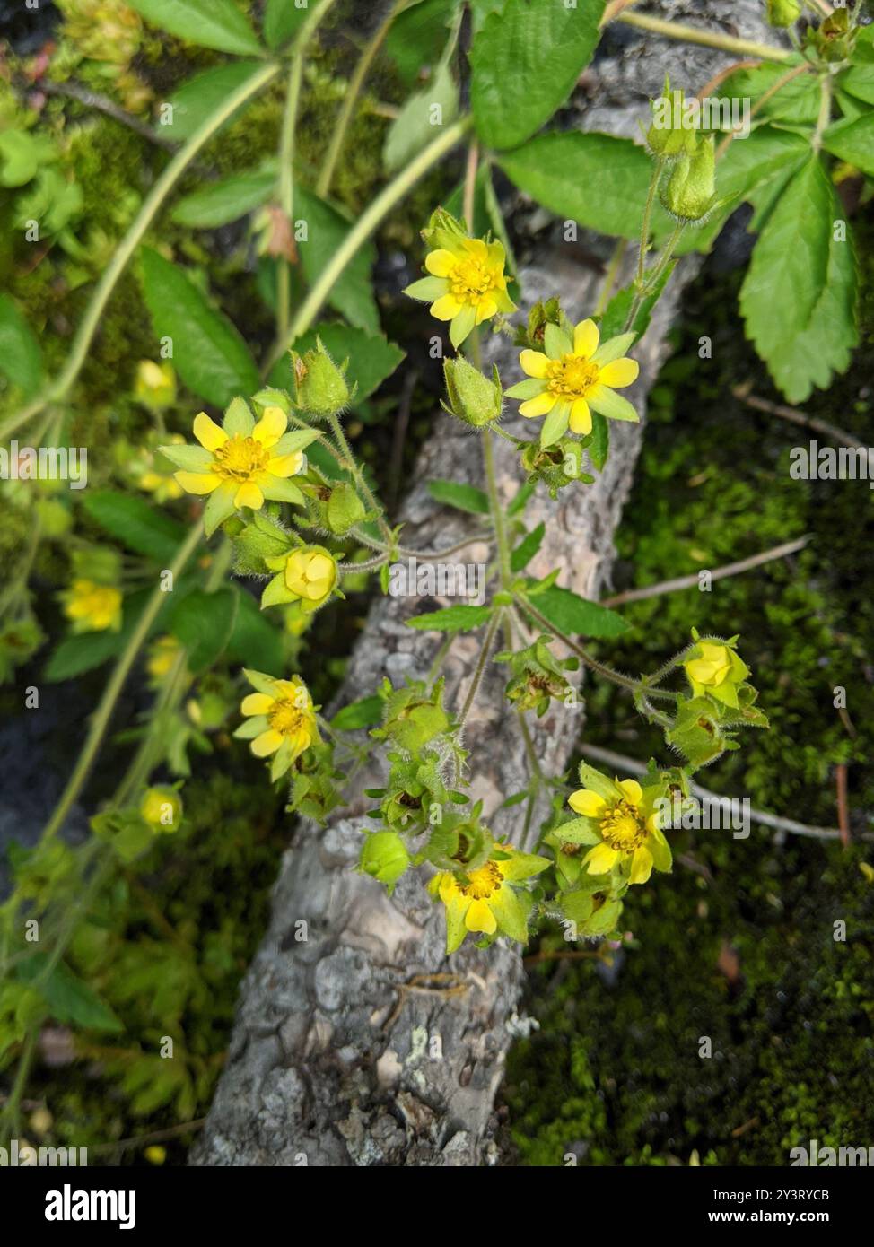 sticky cinquefoil (Drymocallis glandulosa) Plantae Stock Photo - Alamy