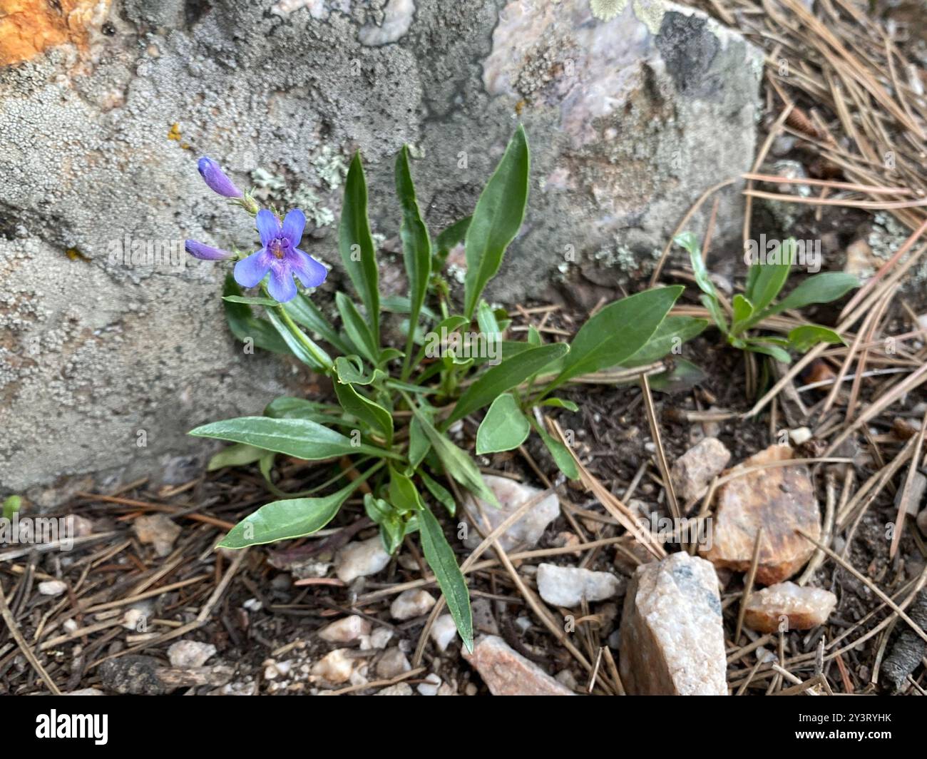 Front Range Beardtongue (Penstemon virens) Plantae Stock Photo - Alamy