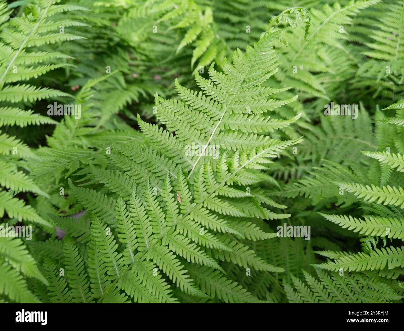 New York fern (Amauropelta noveboracensis) Plantae Stock Photo - Alamy