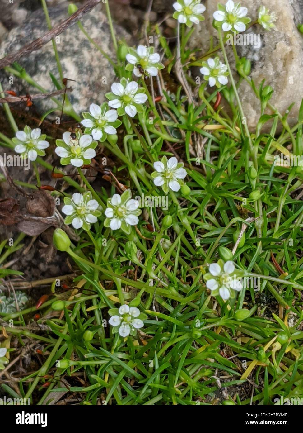 Alpine Pearlwort (Sagina saginoides) Plantae Stock Photo - Alamy