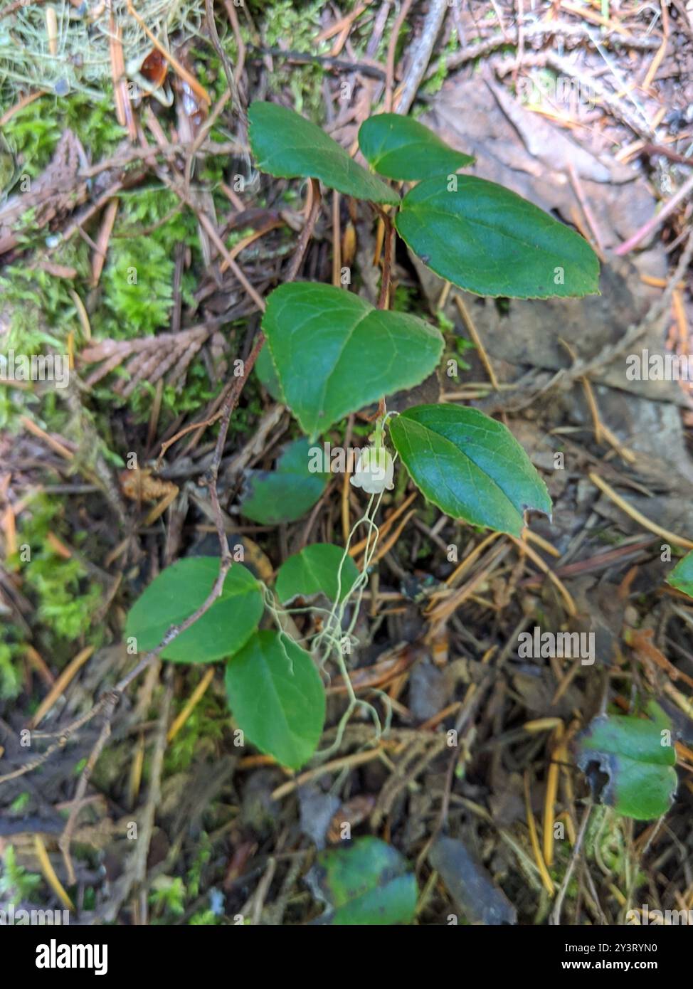 vascular plants (Tracheophyta) Plantae Stock Photo - Alamy