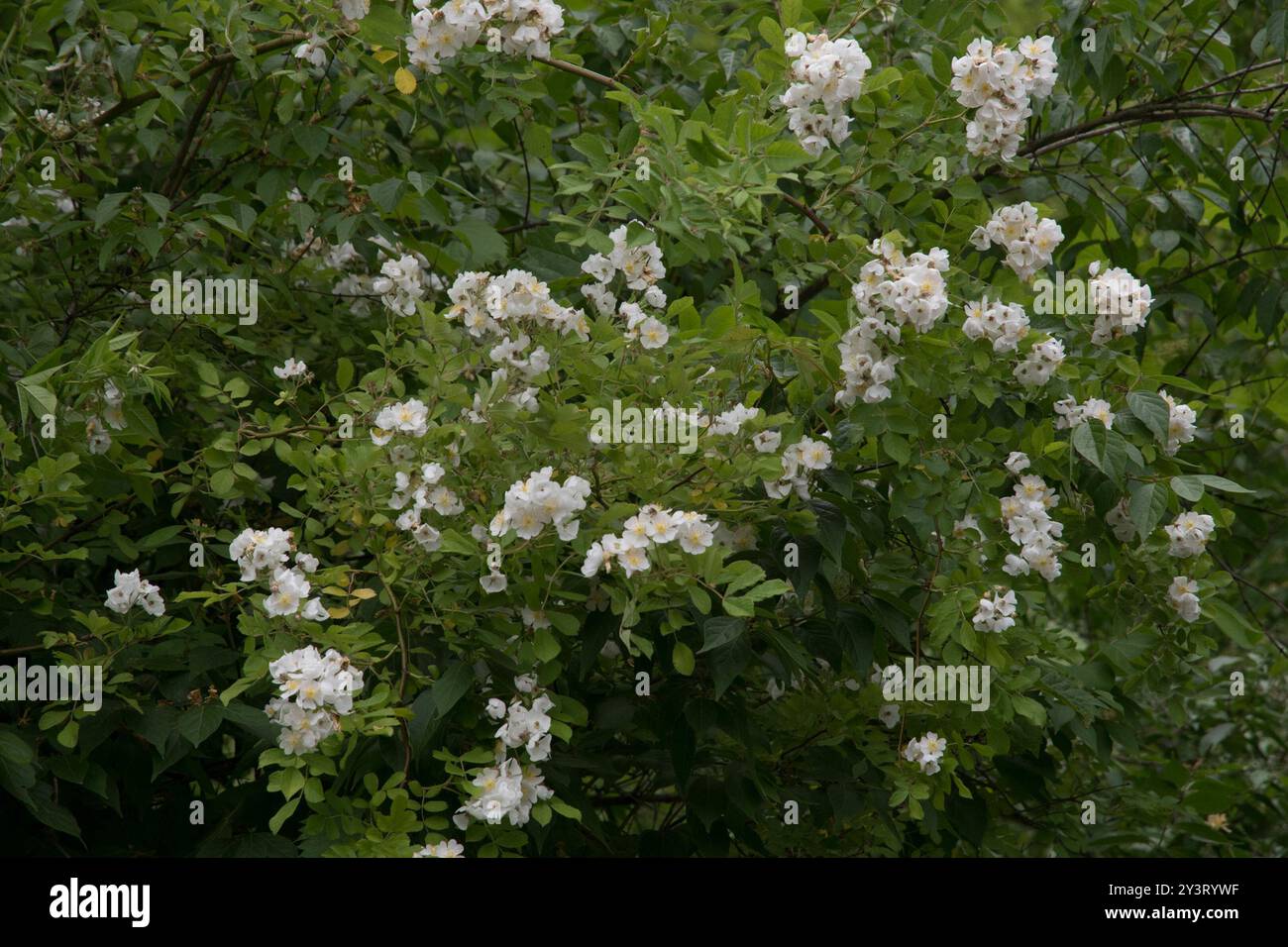 multiflora rose (Rosa multiflora) Plantae Stock Photo - Alamy