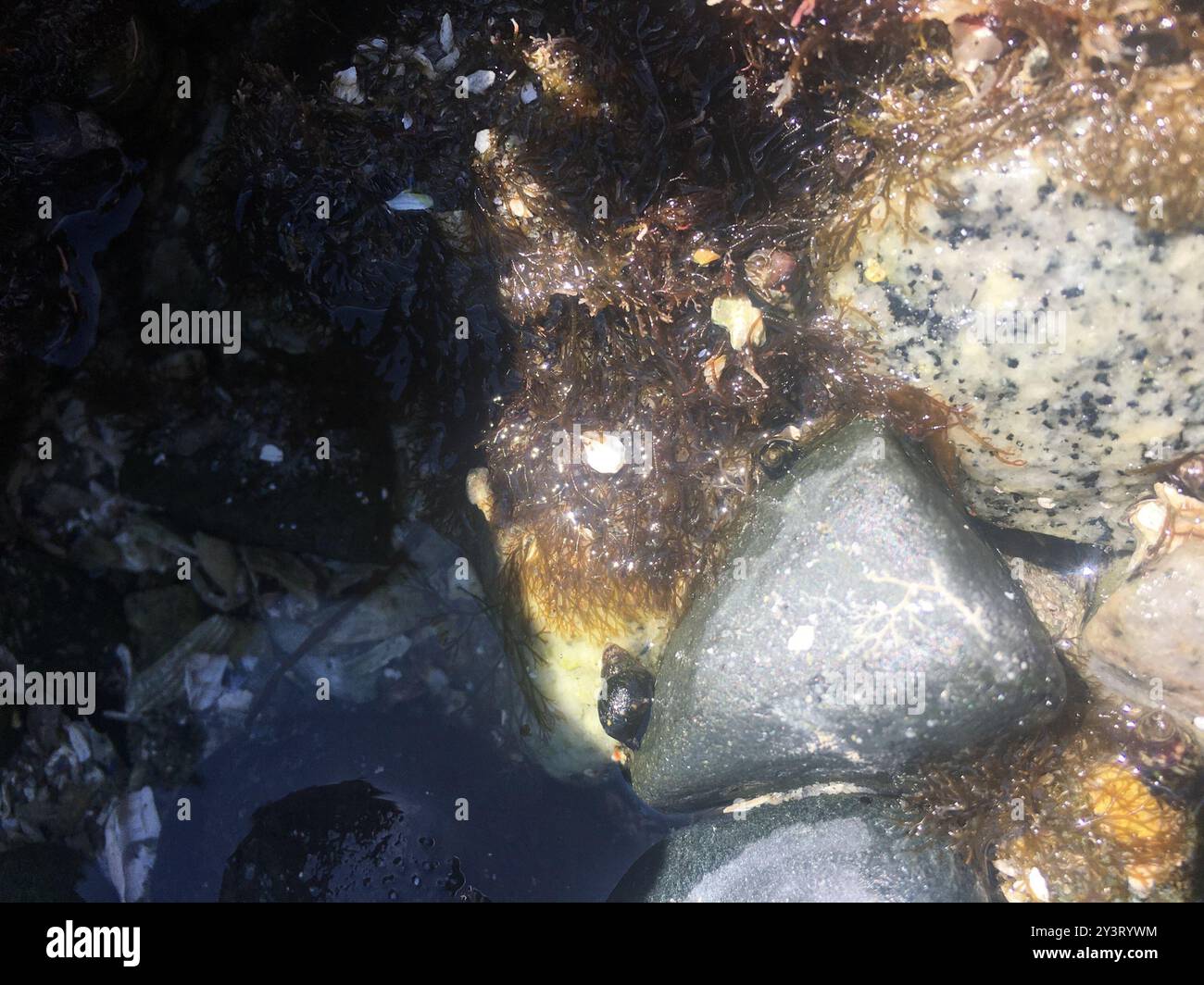 Lacuna Snails (Lacuna) Mollusca Stock Photo - Alamy