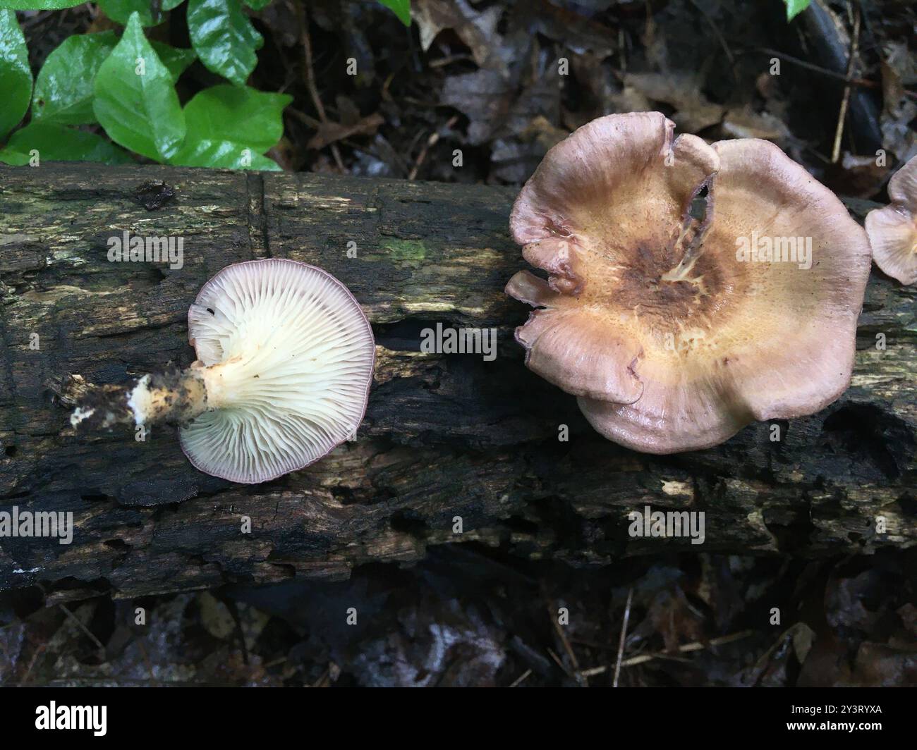 Lilac oysterling (Panus conchatus) Fungi Stock Photo - Alamy