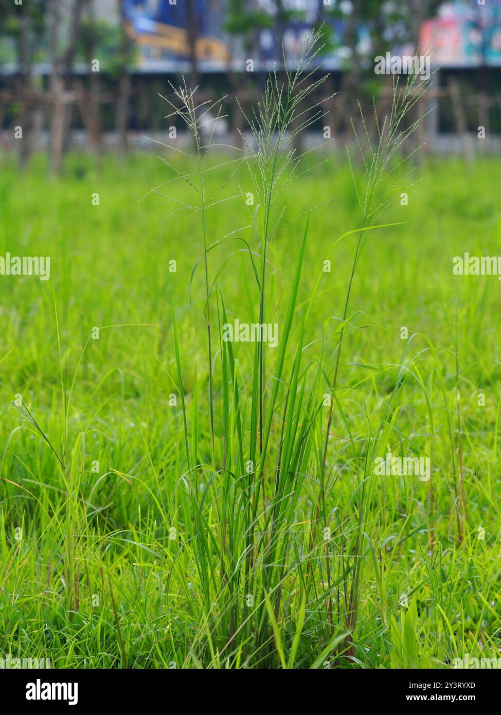 sprangletop (Diplachne fusca) Plantae Stock Photo - Alamy