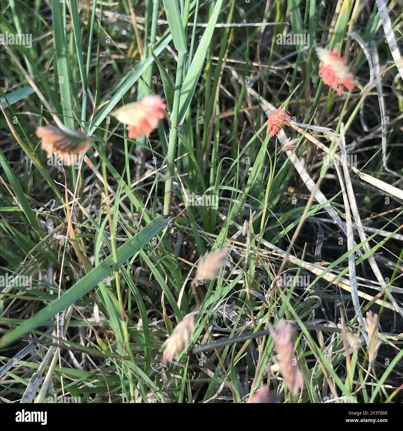 buffalograss (Bouteloua dactyloides) Plantae Stock Photo - Alamy