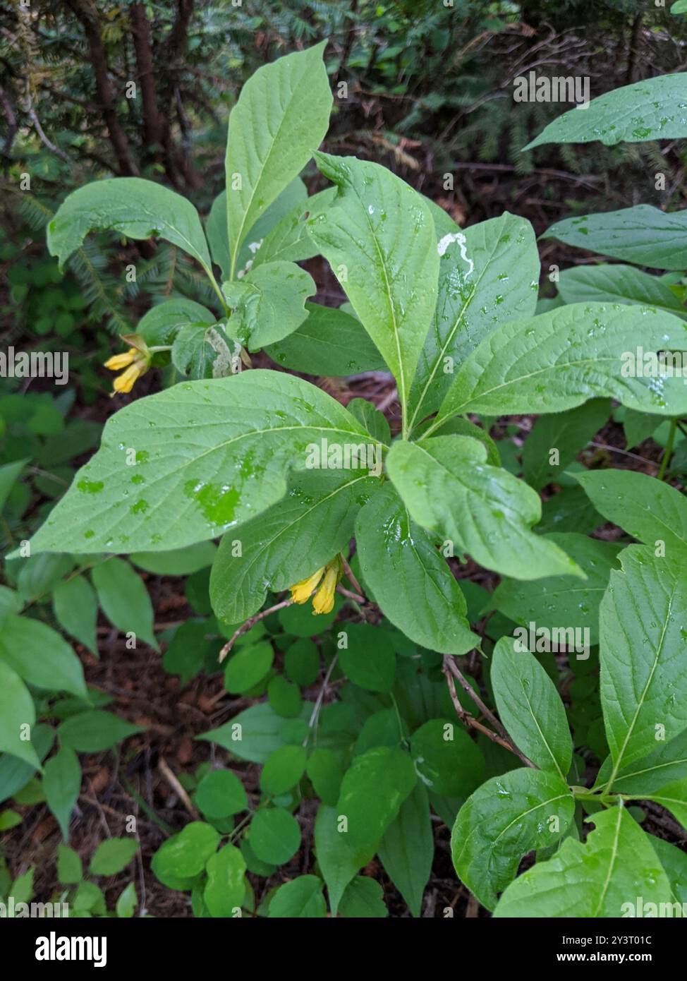 twinberry honeysuckle (Lonicera involucrata) Plantae Stock Photo - Alamy