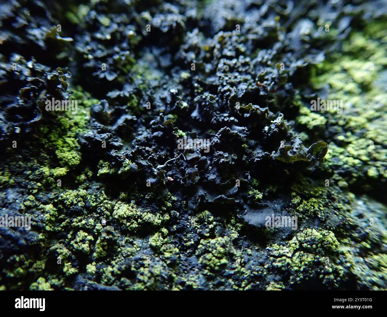 (Blennothallia fecunda) Fungi Stock Photo - Alamy