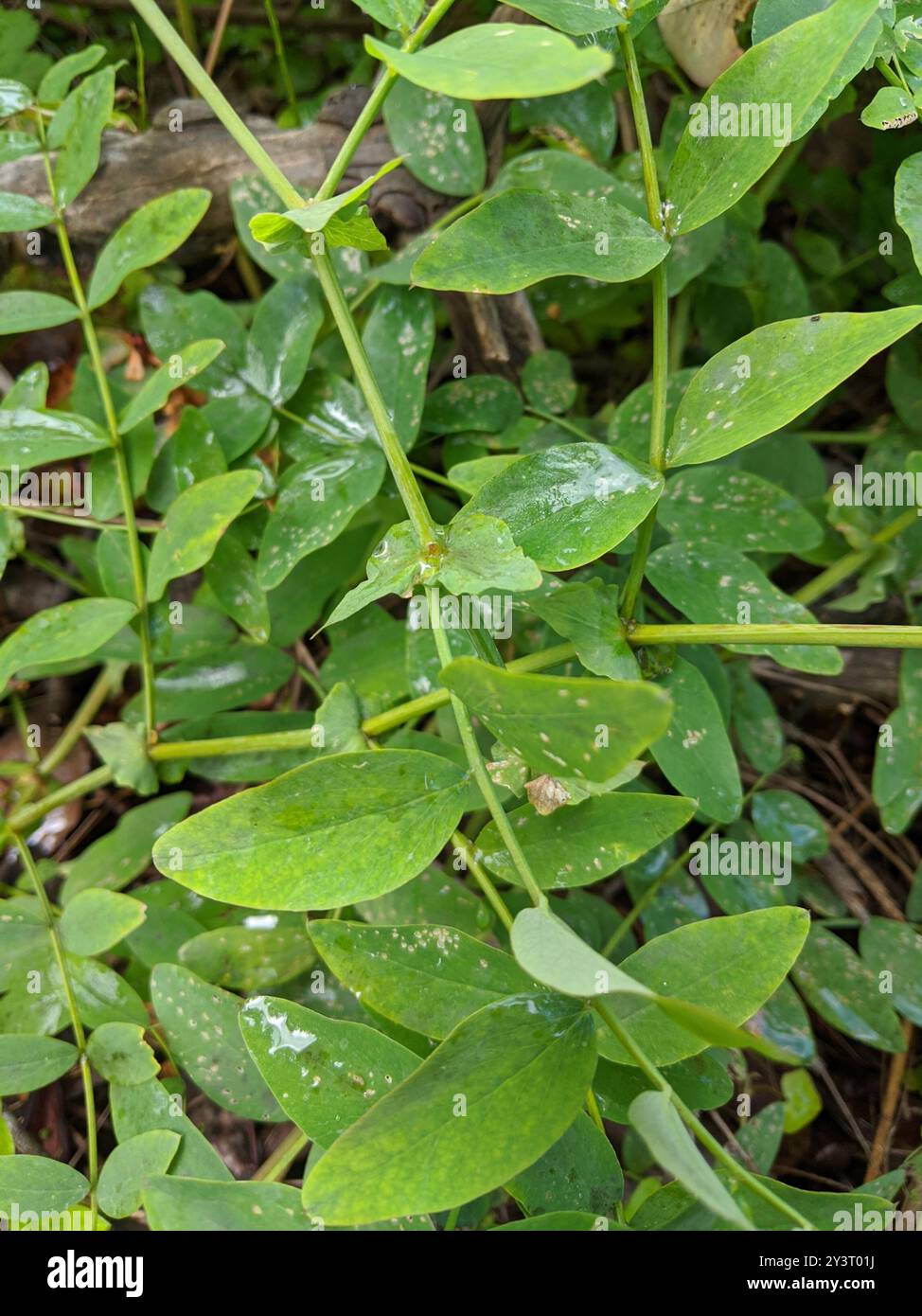 Leafy Pea (Lathyrus polyphyllus) Plantae Stock Photo - Alamy