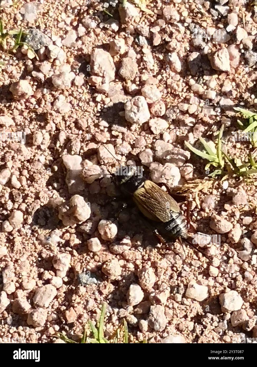 European Field Cricket (Gryllus campestris) Insecta Stock Photo - Alamy