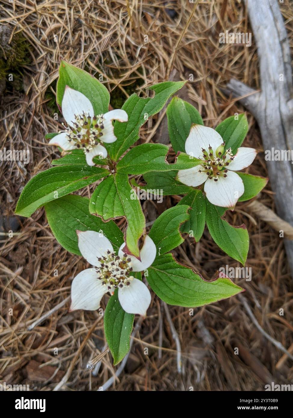 Canadian bunchberry (Cornus canadensis) Plantae Stock Photo - Alamy