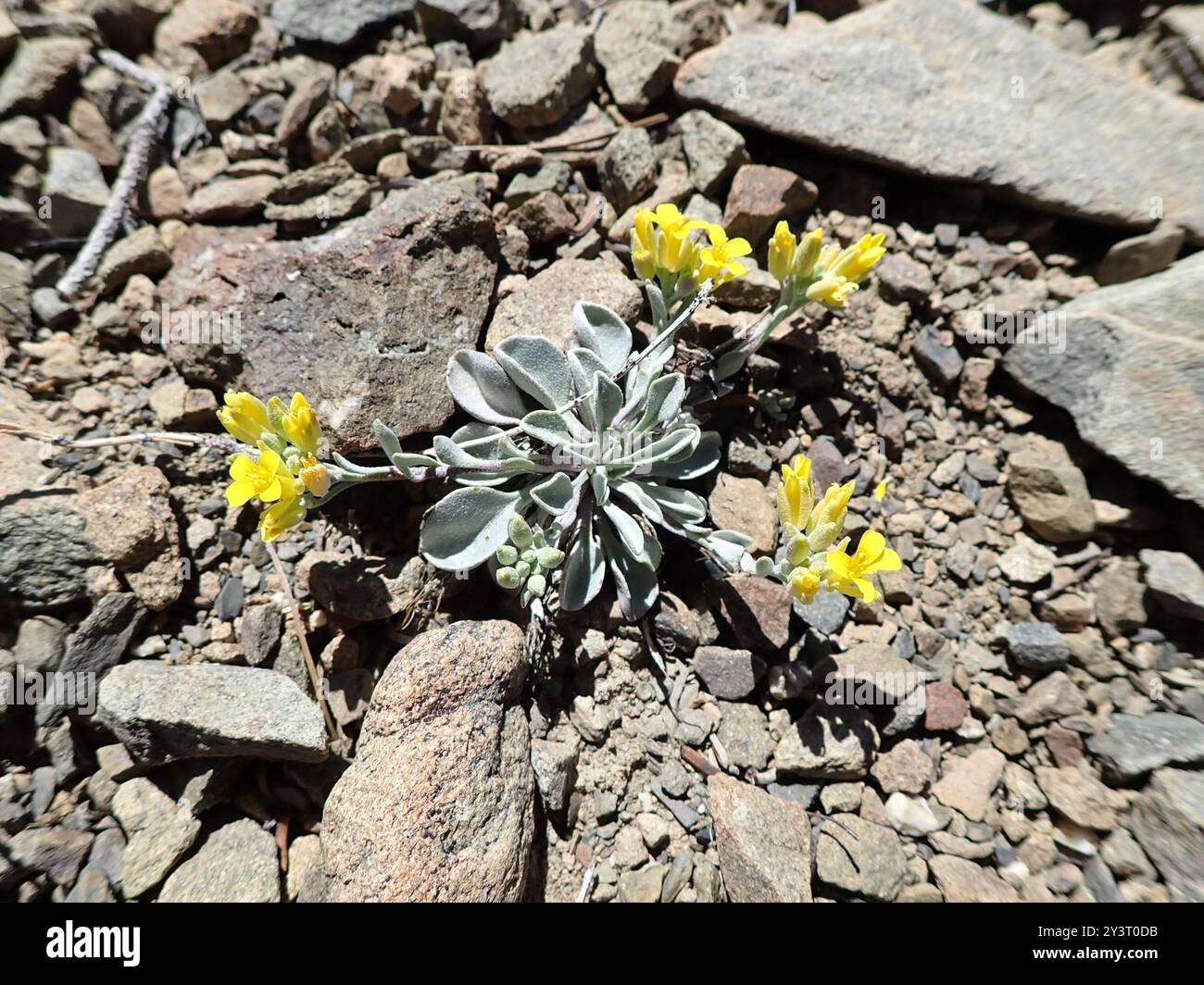 western bladderpod (Physaria occidentalis) Plantae Stock Photo - Alamy