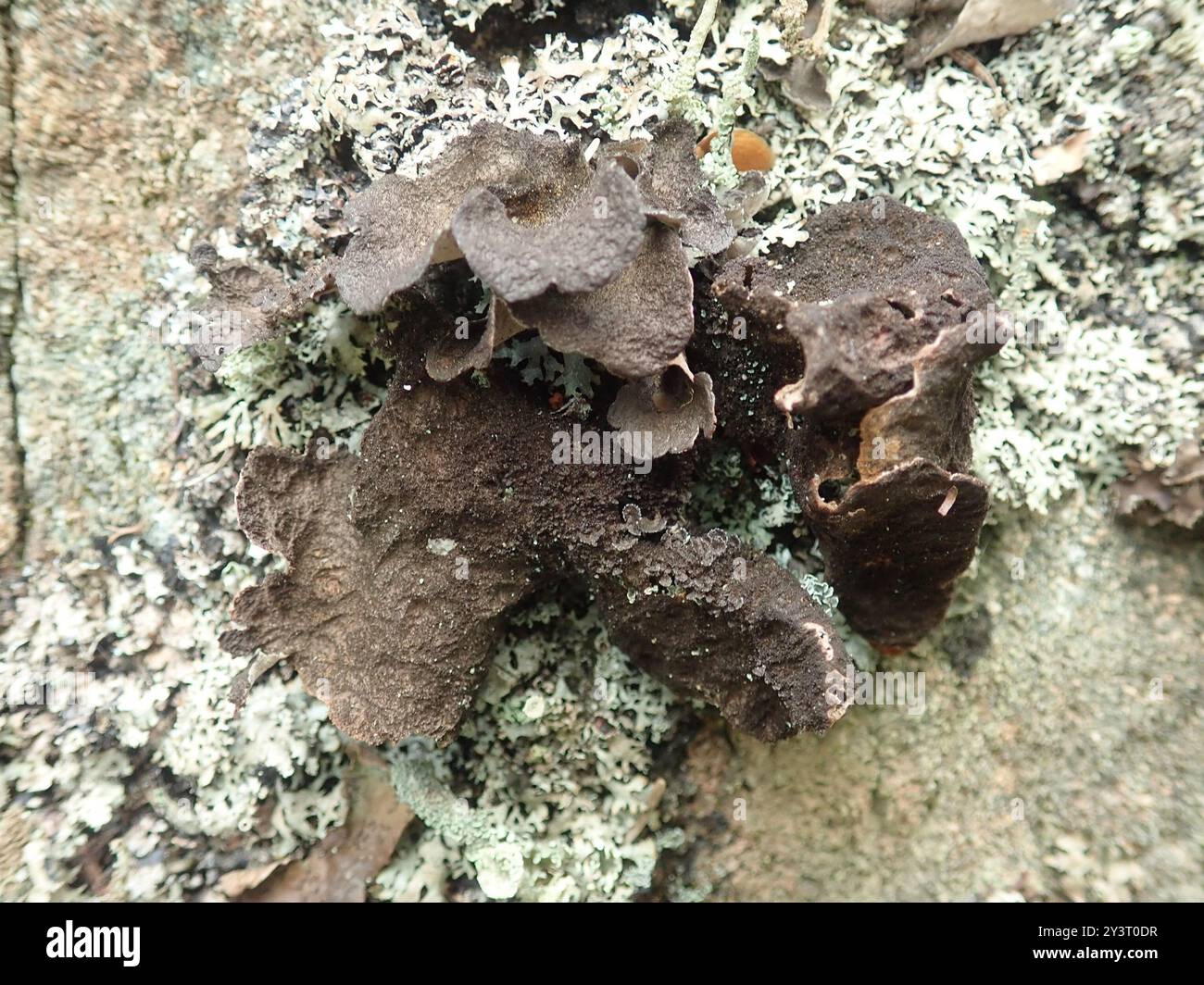 Peppered Moon Lichen (Sticta fuliginosa) Fungi Stock Photo - Alamy