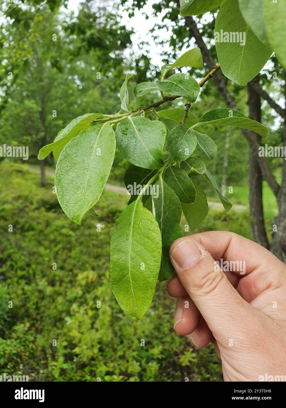 goat willow (Salix caprea) Plantae Stock Photo - Alamy