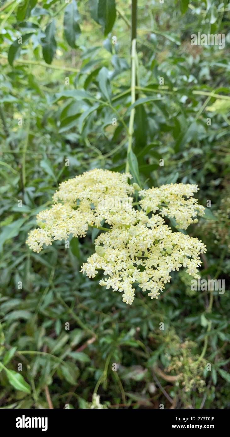 blue elder (Sambucus cerulea) Plantae Stock Photo - Alamy