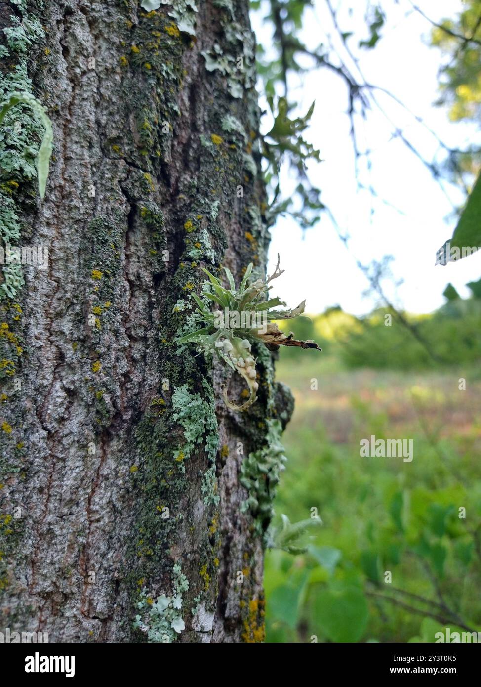 cartilage lichen (Ramalina celastri) Fungi Stock Photo - Alamy