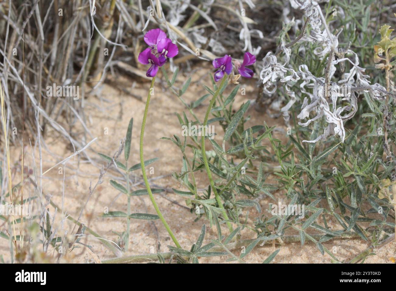 lilac darling pea (Swainsona phacoides) Plantae Stock Photo - Alamy