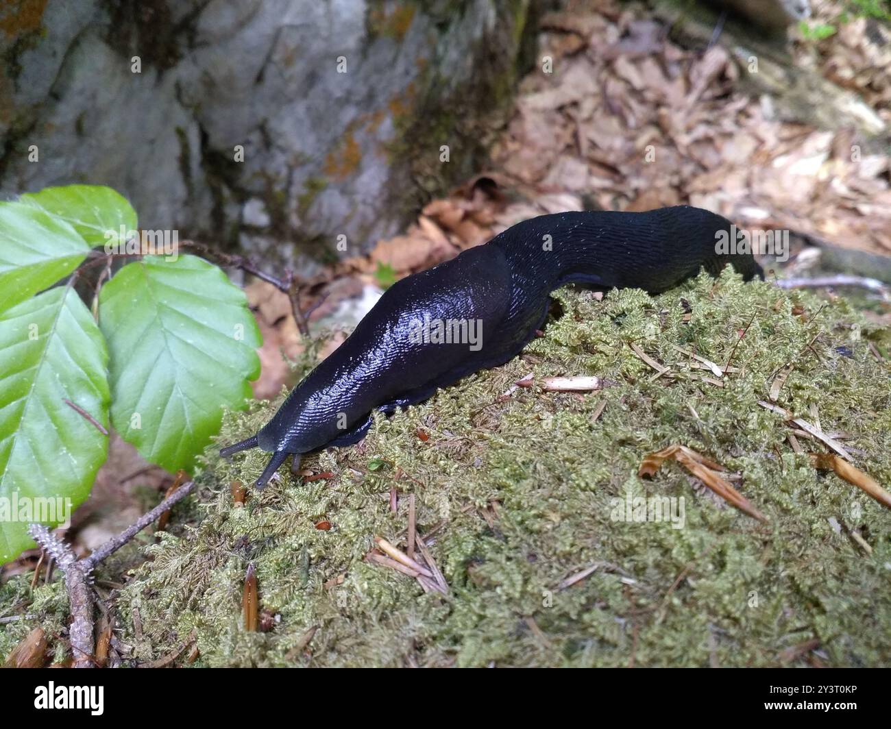 Ash-black Slug (Limax cinereoniger) Mollusca Stock Photo - Alamy