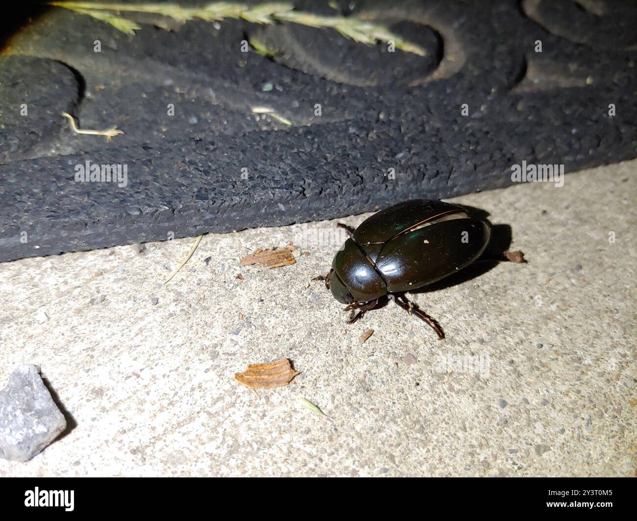 Giant Water Scavenger Beetles (Hydrophilus) Insecta Stock Photo - Alamy