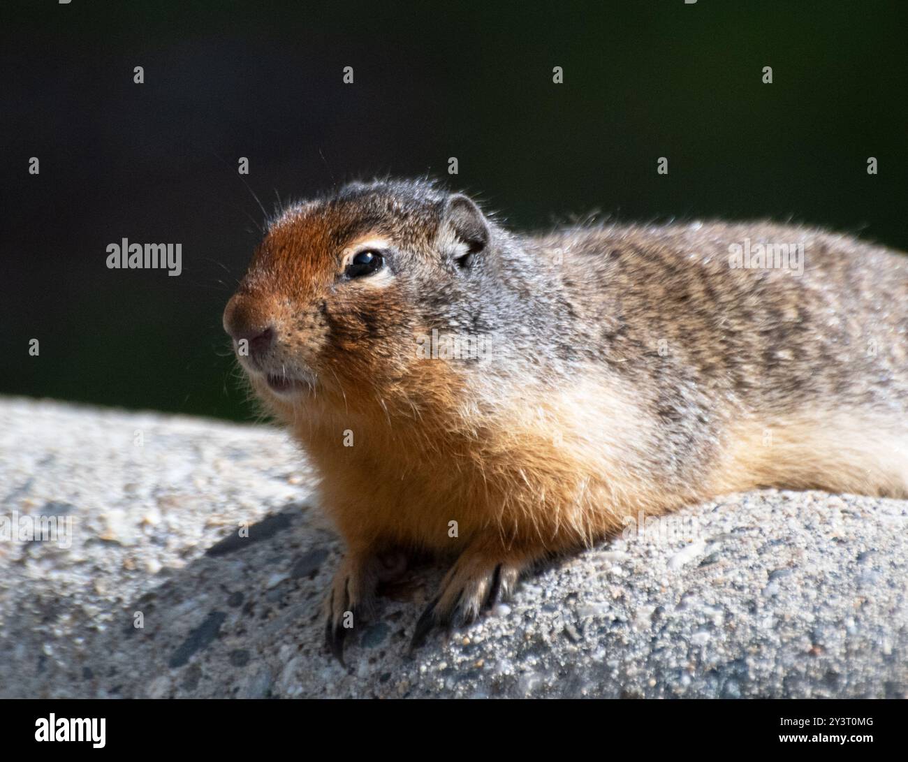 Columbian Ground Squirrel (Urocitellus columbianus) Mammalia Stock ...