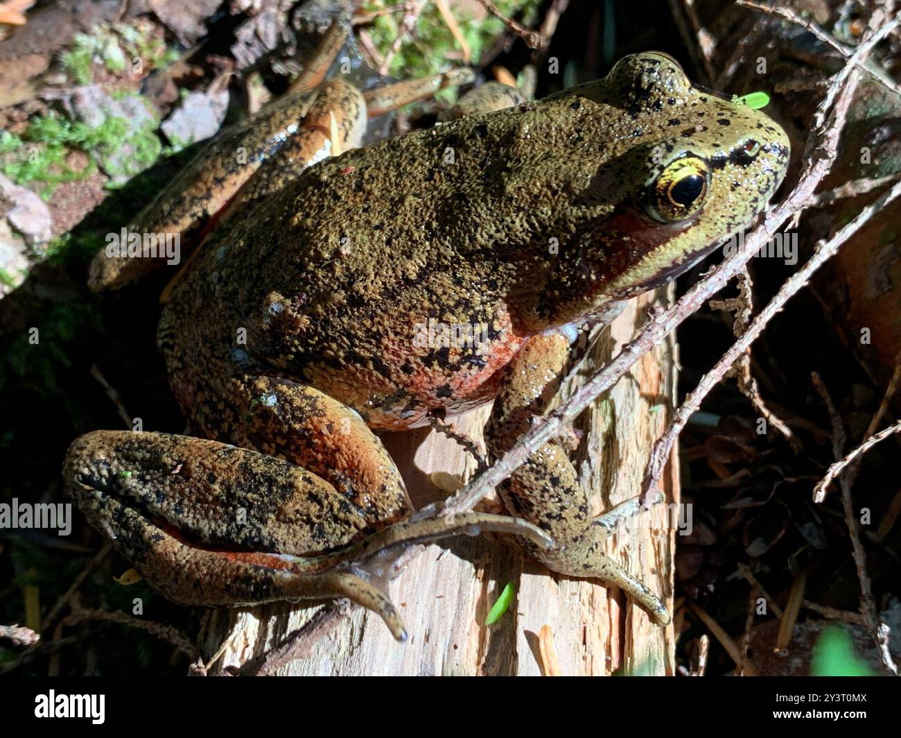 Northern Red-legged Frog (Rana aurora) Amphibia Stock Photo - Alamy