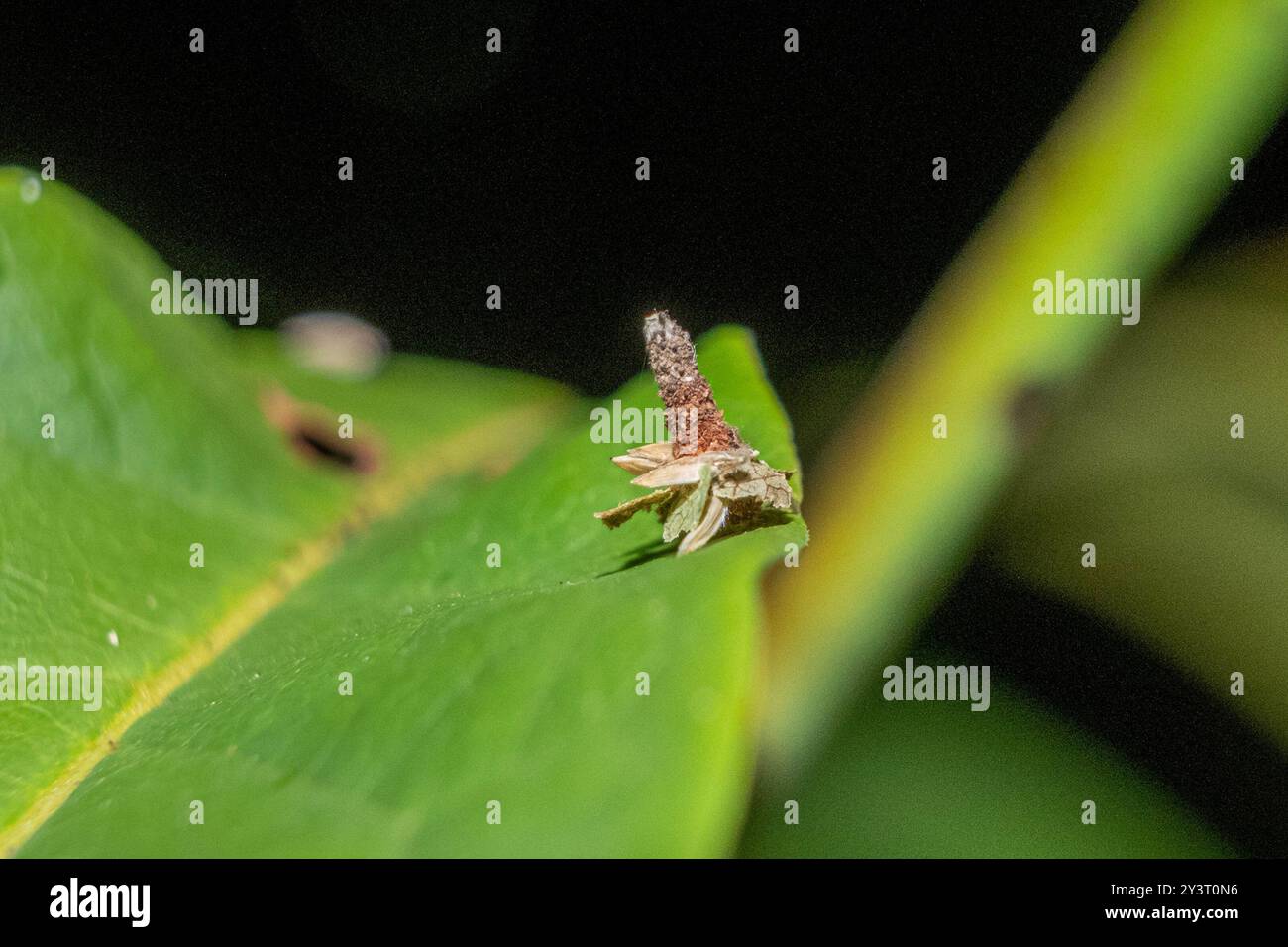 Bagworm Moths (Psychidae) Insecta Stock Photo - Alamy