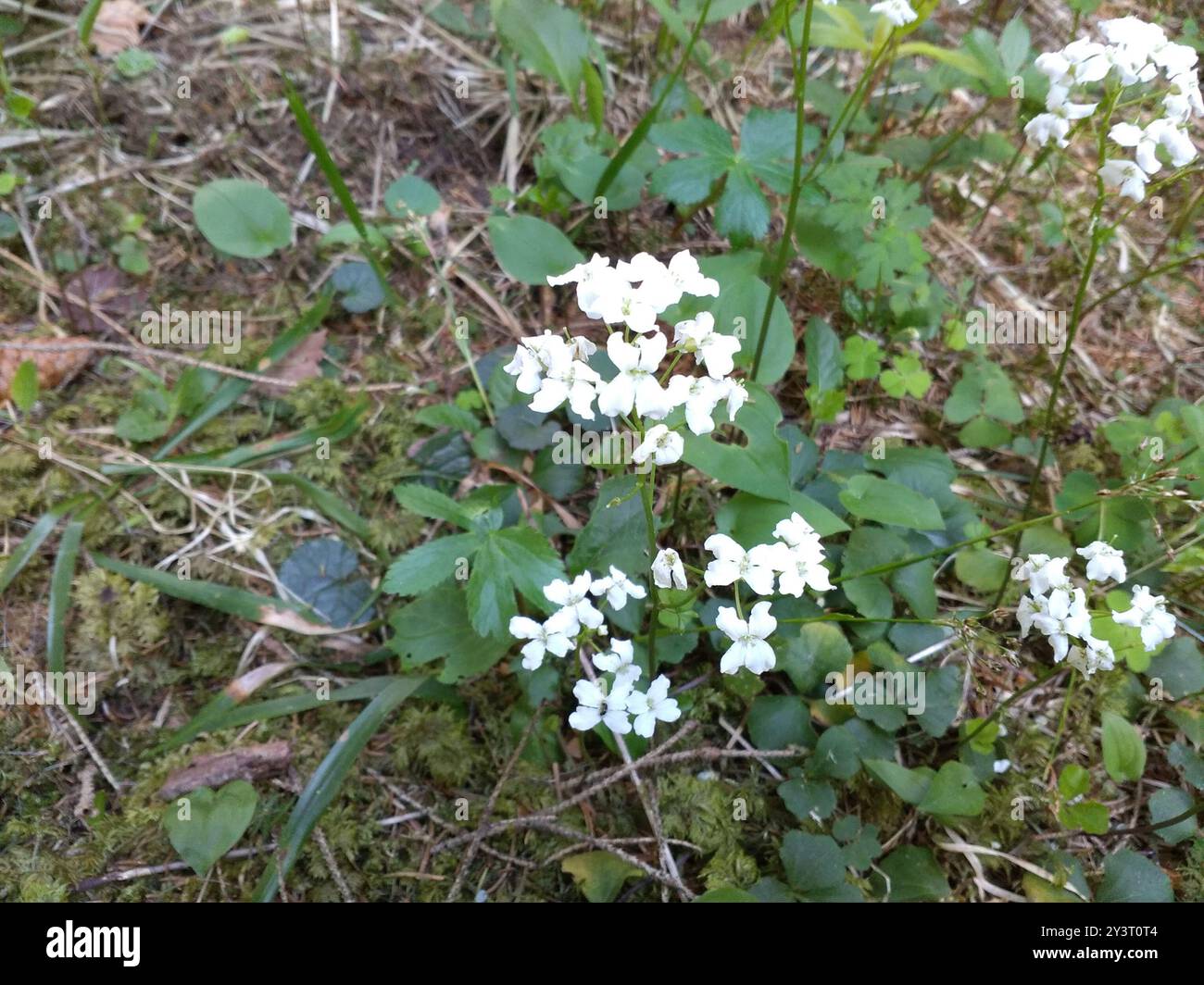 Trefoil Cress (Cardamine trifolia) Plantae Stock Photo - Alamy