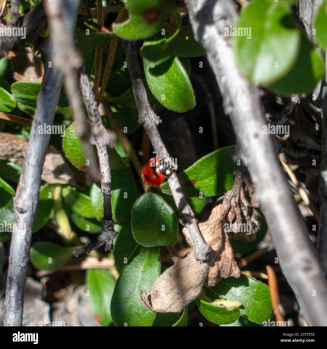 Transverse Lady Beetle (Coccinella transversoguttata) Insecta Stock ...