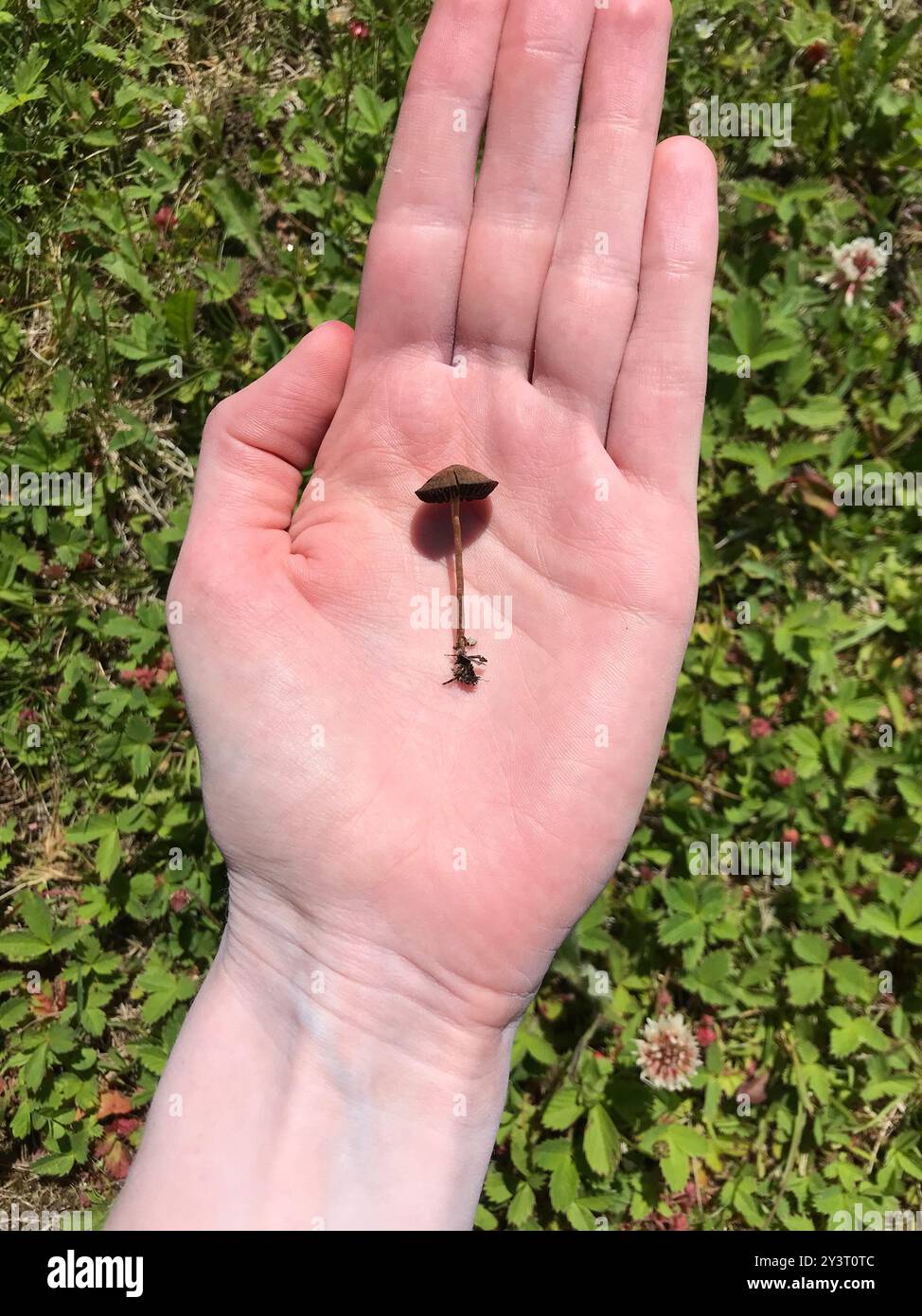 Mower's Mushroom (Panaeolus foenisecii) Fungi Stock Photo - Alamy