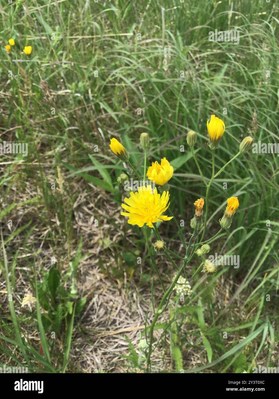 narrow-leaved hawksbeard (Crepis tectorum) Plantae Stock Photo - Alamy