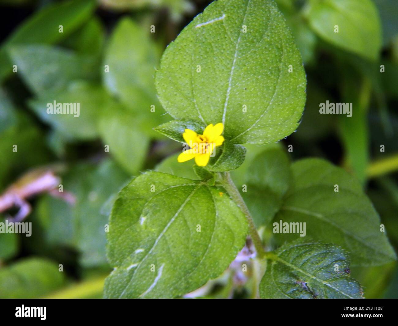 straggler daisy (Calyptocarpus vialis) Plantae Stock Photo - Alamy