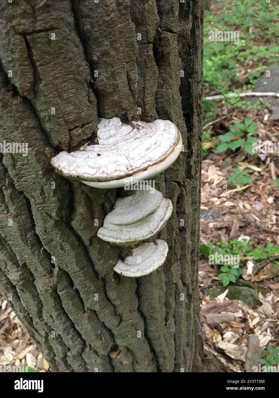 (Ganoderma megaloma) Fungi Stock Photo - Alamy