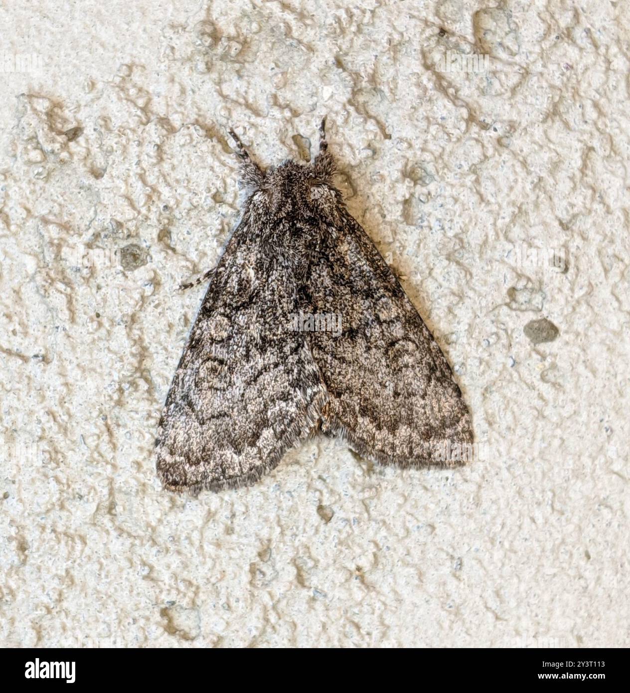 Brother Moth (Raphia frater) Insecta Stock Photo - Alamy