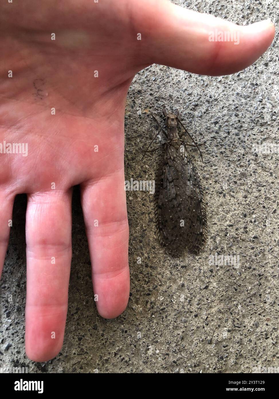 Eastern Dobsonfly (Corydalus cornutus) Insecta Stock Photo - Alamy