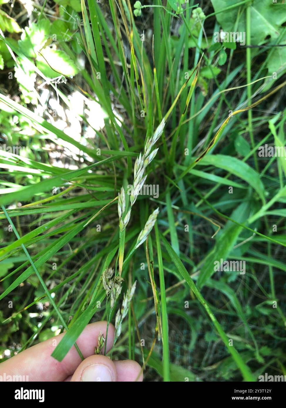 tall fescue (Lolium arundinaceum) Plantae Stock Photo - Alamy