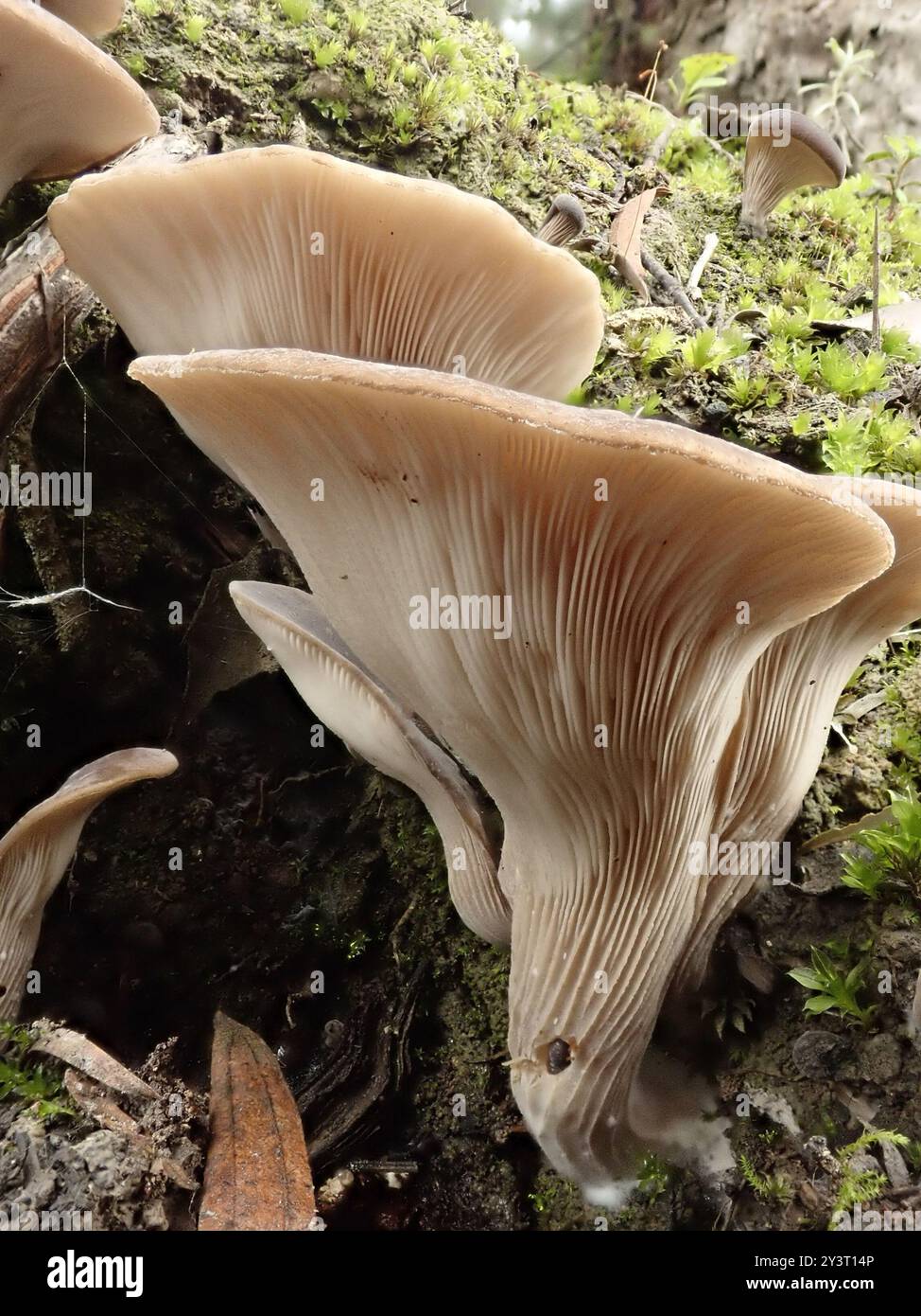 Shoehorn Oyster Mushroom