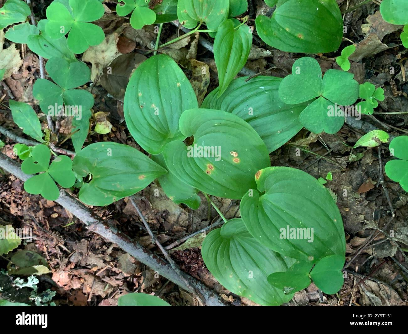 May Lily (Maianthemum bifolium) Plantae Stock Photo - Alamy