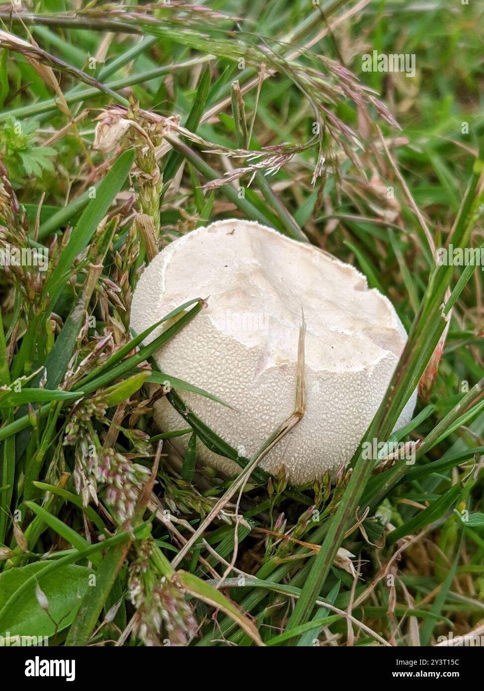 puffballs (Lycoperdaceae) Fungi Stock Photo - Alamy