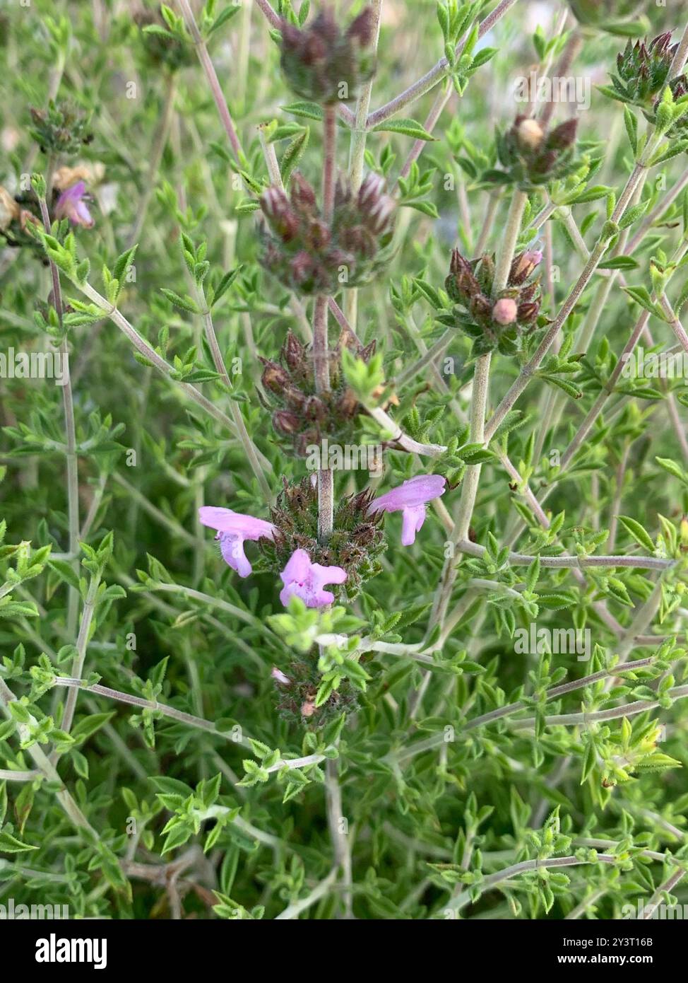 Thyme-leaved Savory (Satureja thymbra) Plantae Stock Photo - Alamy