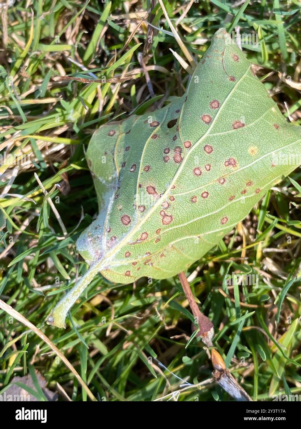 rust fungi (Pucciniales) Fungi Stock Photo - Alamy