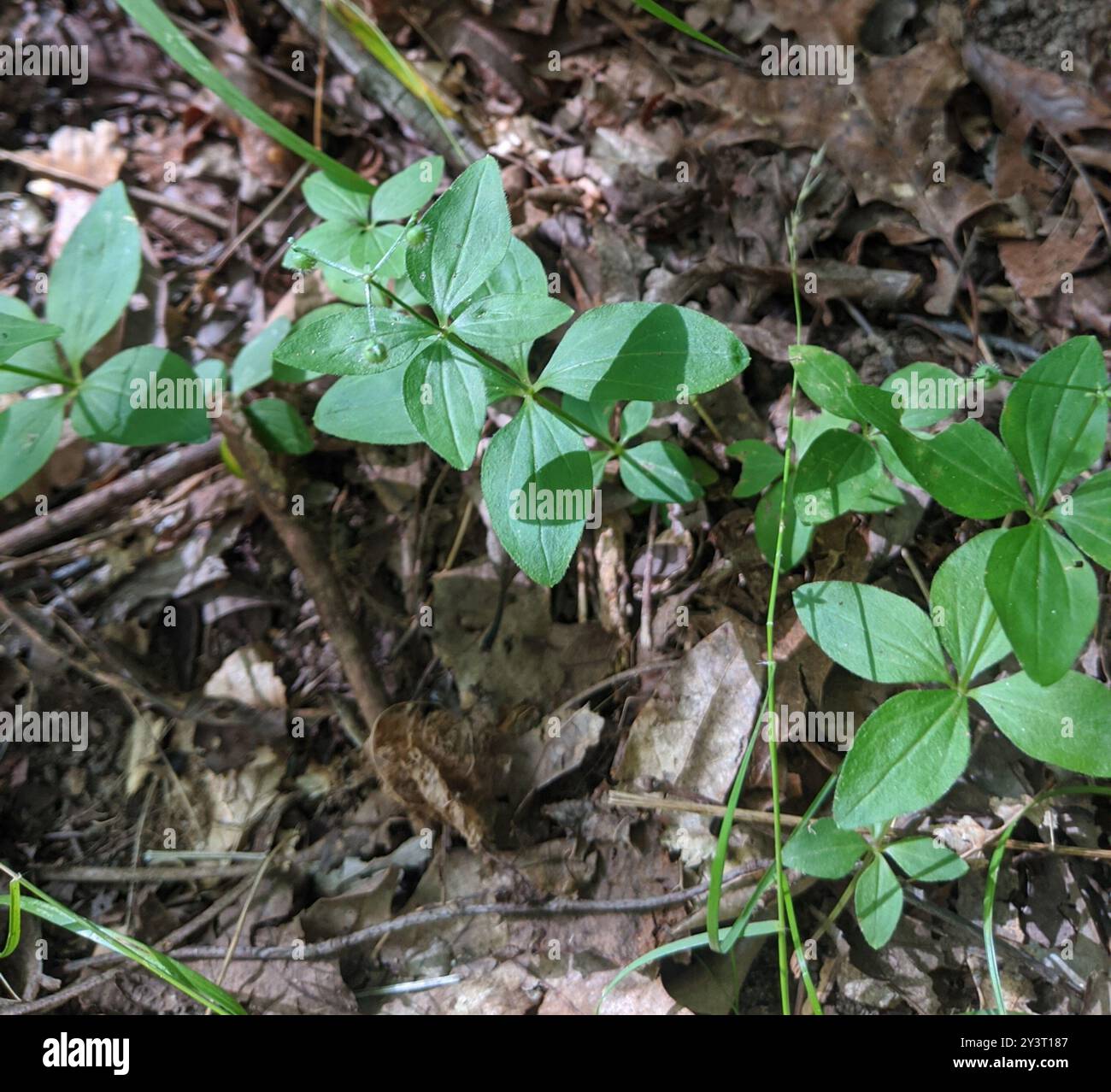 licorice bedstraw (Galium circaezans) Plantae Stock Photo - Alamy