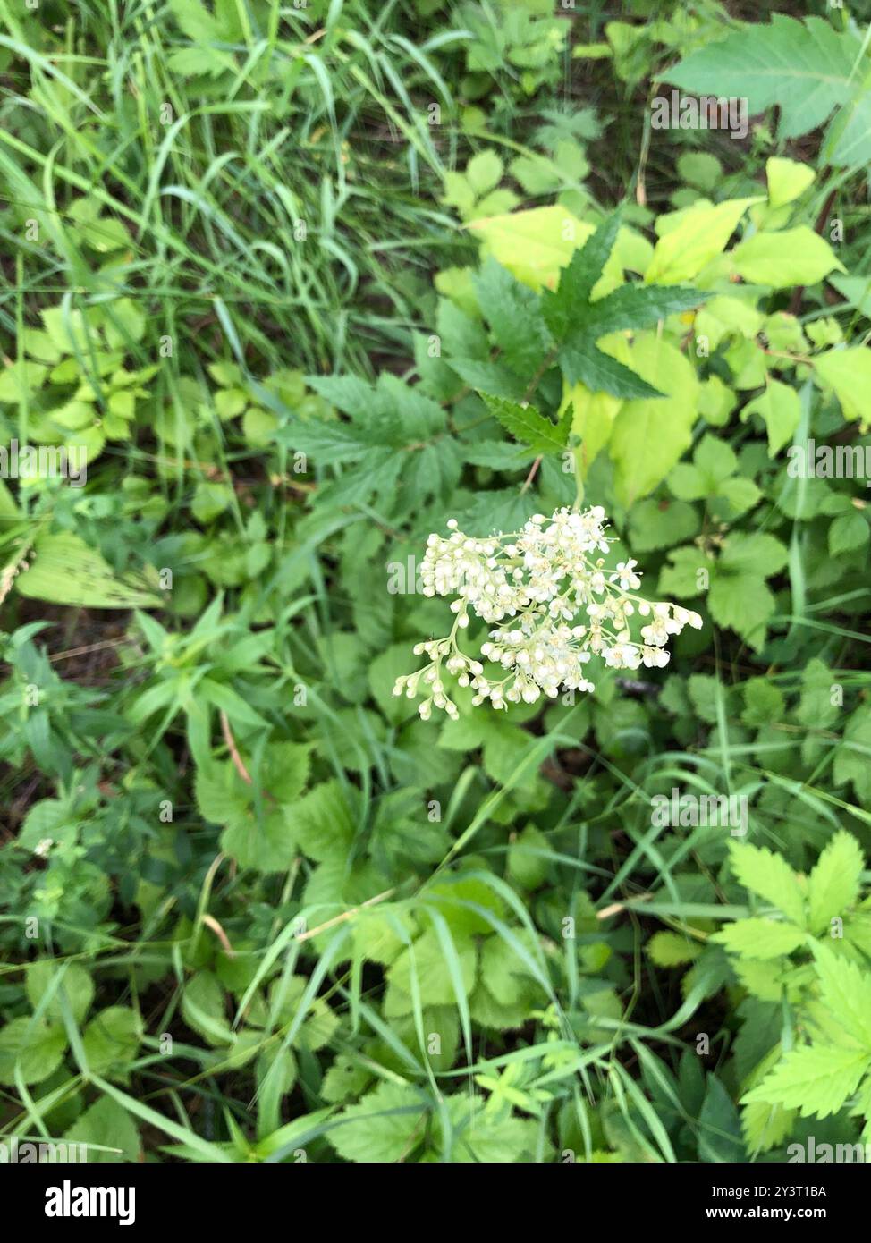 Meadowsweet (Filipendula ulmaria) Plantae Stock Photo - Alamy
