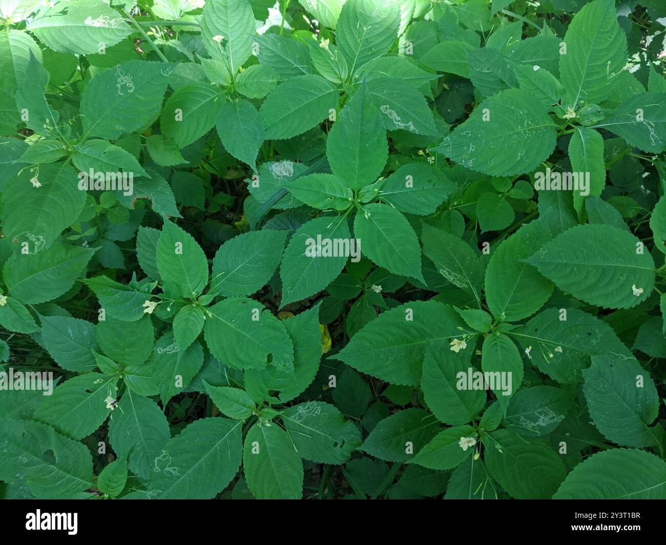 small balsam (Impatiens parviflora) Plantae Stock Photo - Alamy