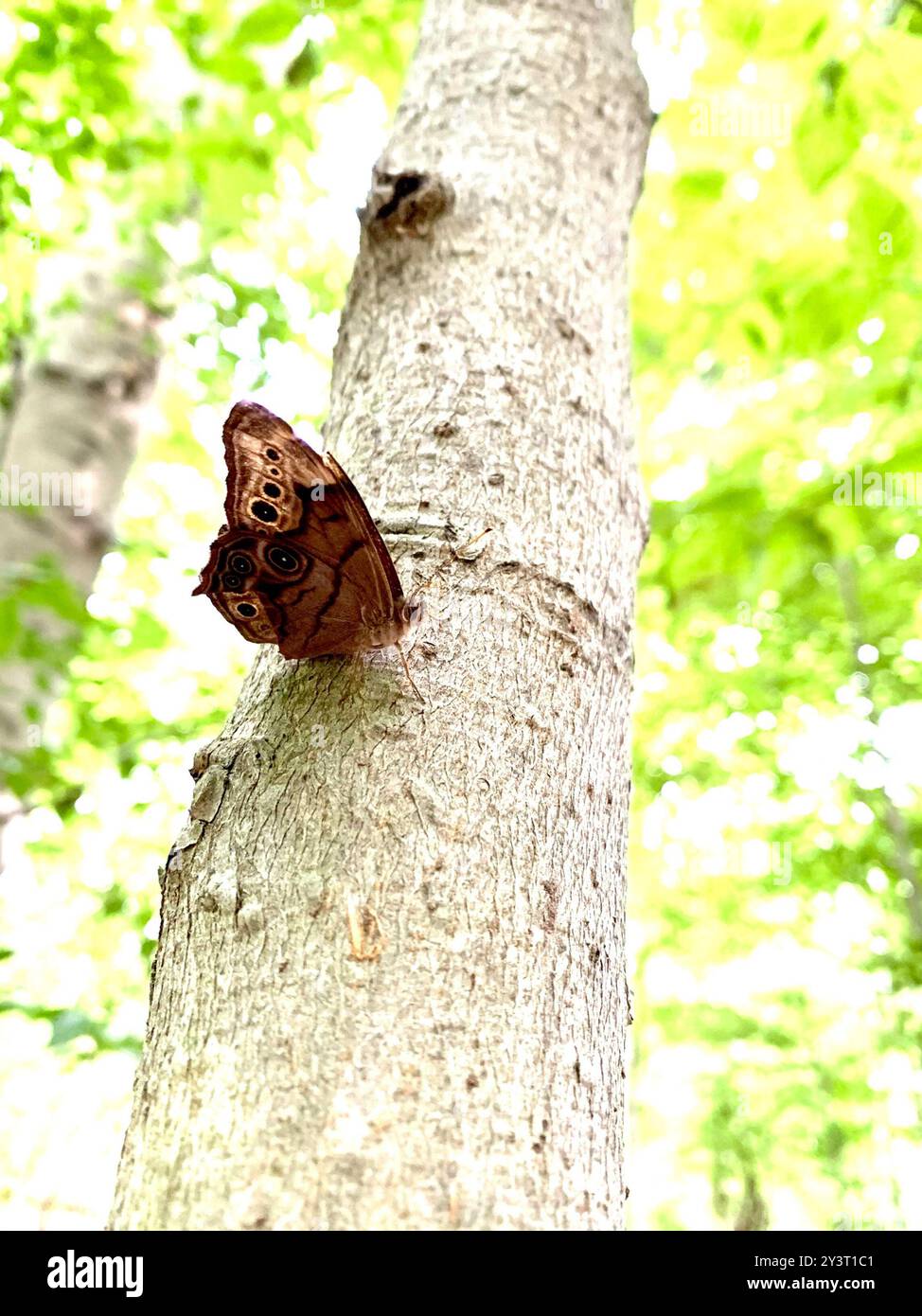 Northern Pearly-eye (Lethe anthedon) Insecta Stock Photo - Alamy