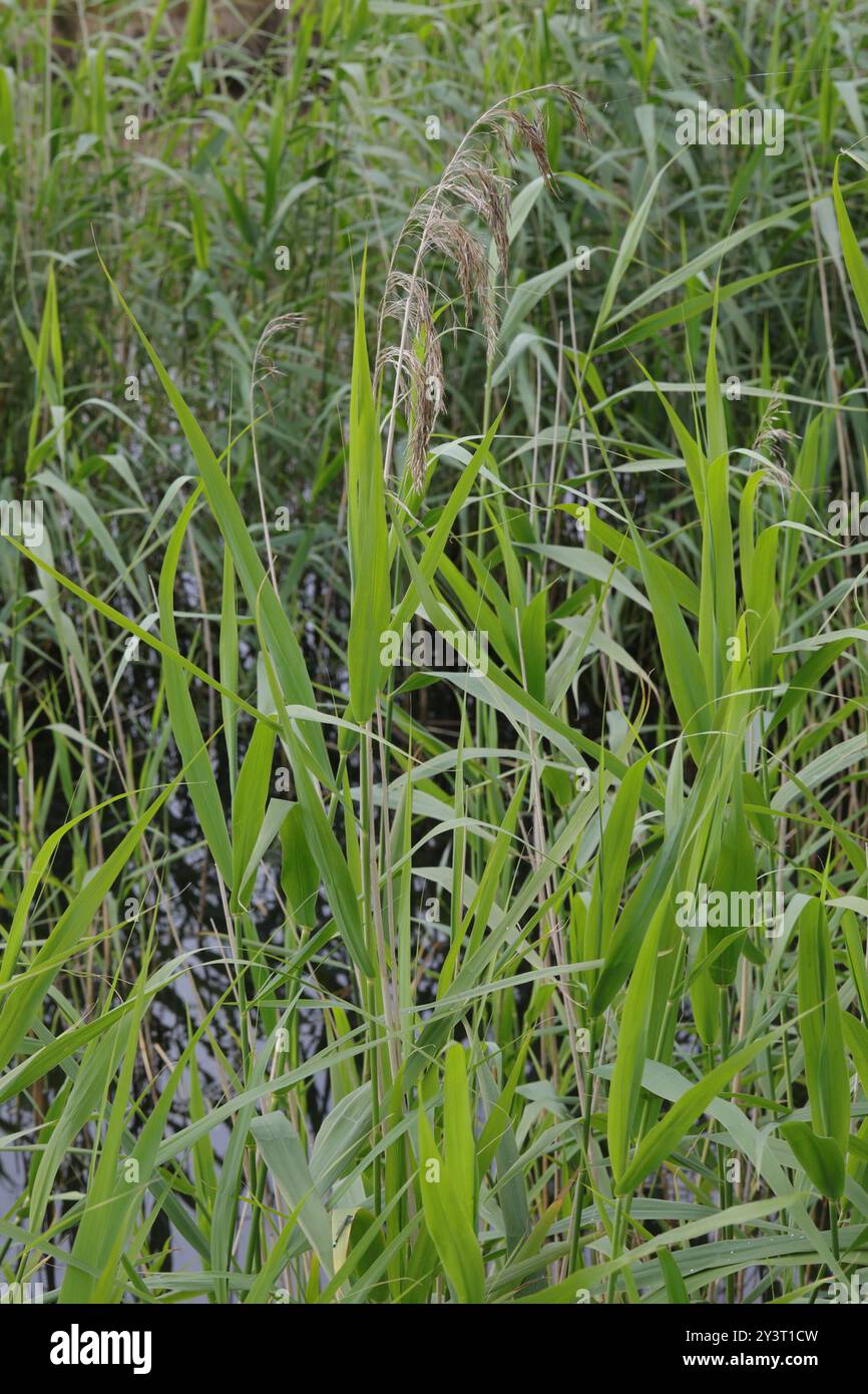 common reed (Phragmites australis) Plantae Stock Photo - Alamy