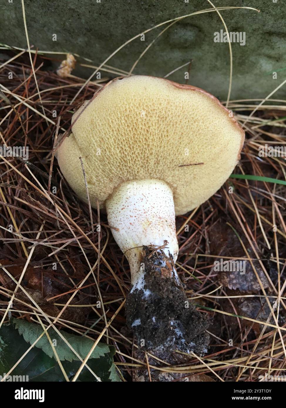 Dotted-stalked Suillus (Suillus granulatus) Fungi Stock Photo - Alamy