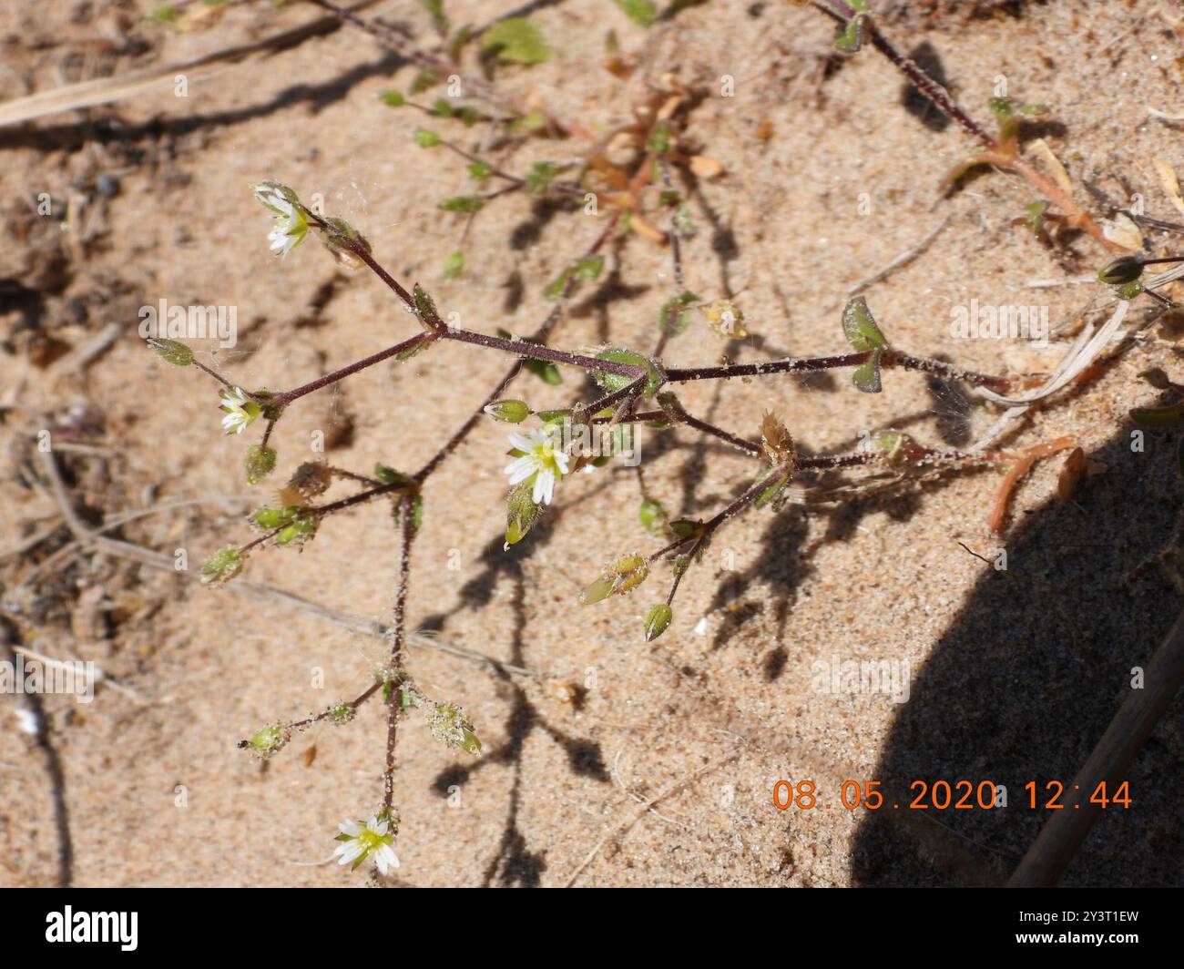 Thyme-leaved Sandwort (Arenaria serpyllifolia) Plantae Stock Photo - Alamy
